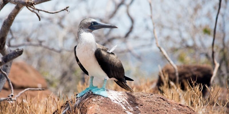 North Seymour Island Tour - Day Trip from Puerto Ayora